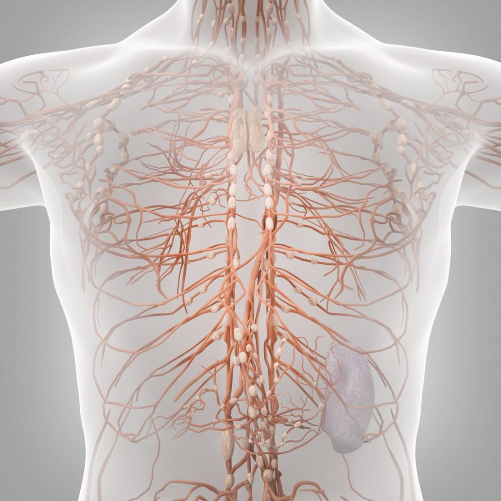 Supporting Your Lymph Flow & Immune System | Simply Holistic Therapies